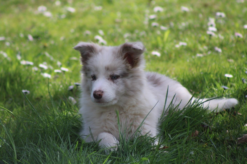 Accueil - Elevage Les Cadéous de Provence - eleveur de chiens Border Collie